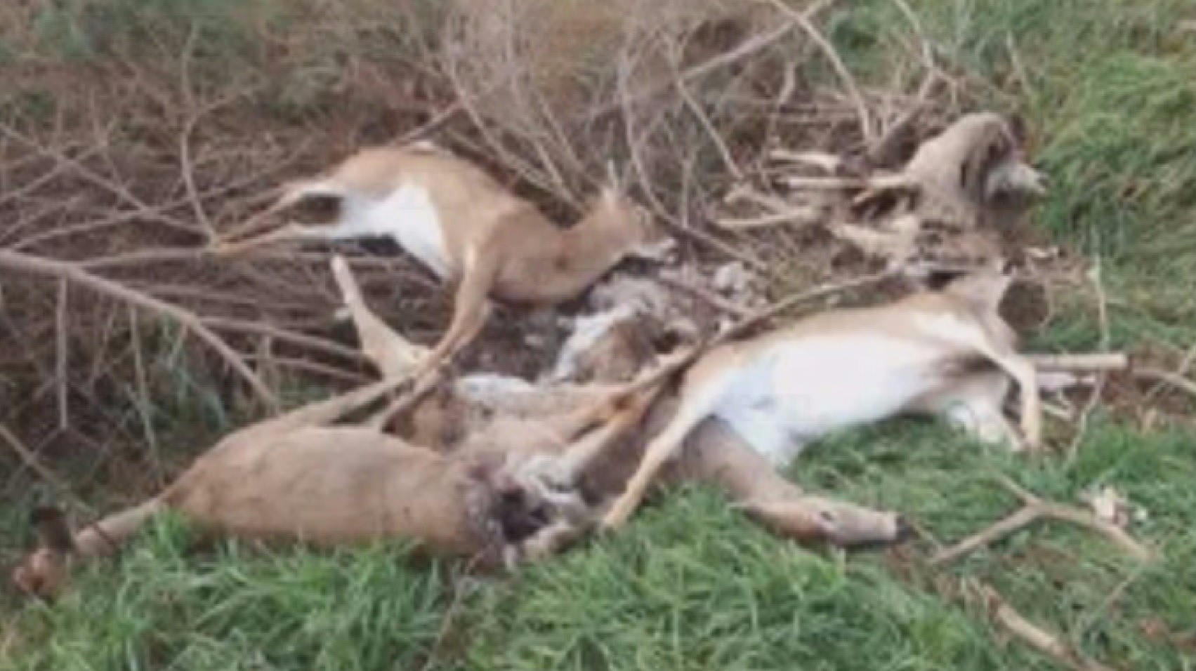 Pile Of Dead Deer Carcasses Dumped Near Michigan Home Khou